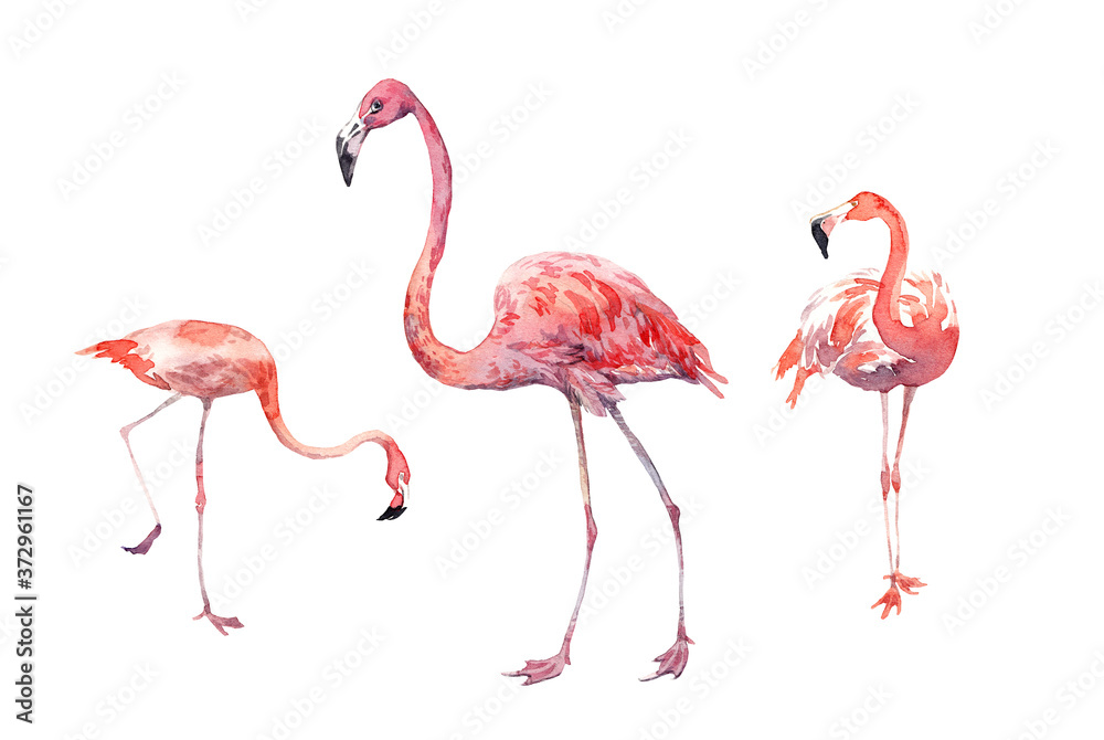 Watercolor clip-art with pink flamingos in white background Stock ...