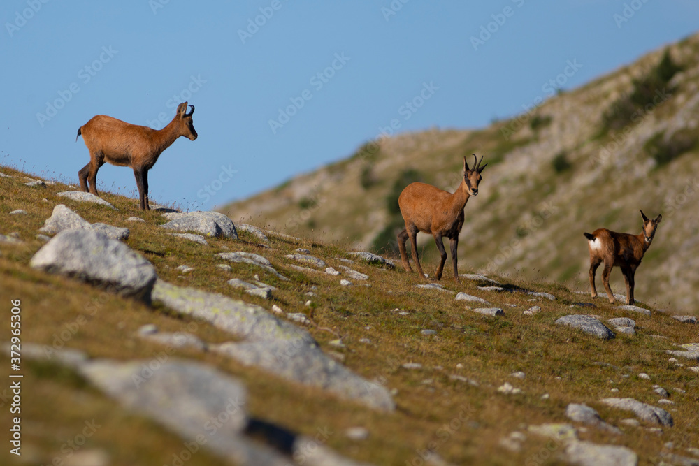 Rebaño de rebecos pirenaicos o sarrios (Rupicapra pyrenaica) pastando ...