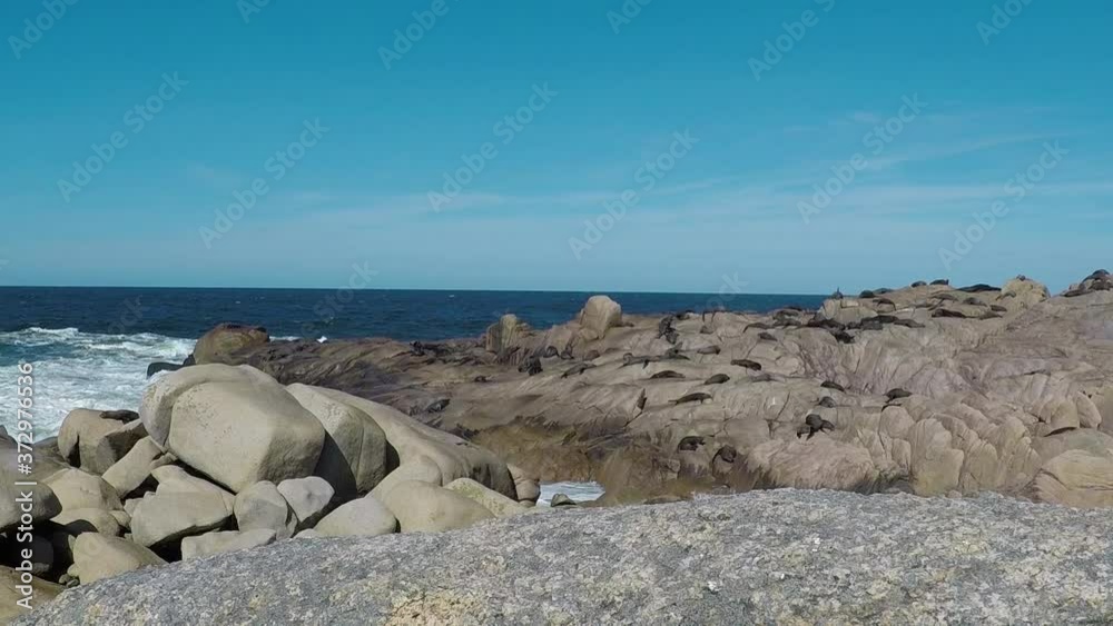 Uruguay, Cabo Polonio beach. Sea wolves lying on rocks with Atlantic ...