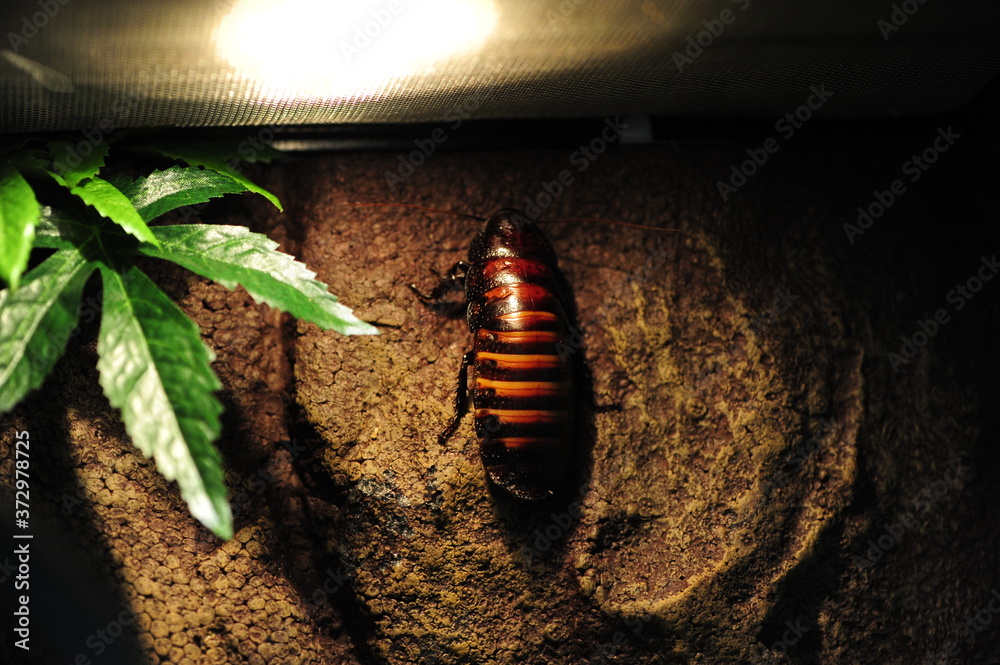 Madagascar hissing cockroach. Gromphadorhina portentosa , also known as ...