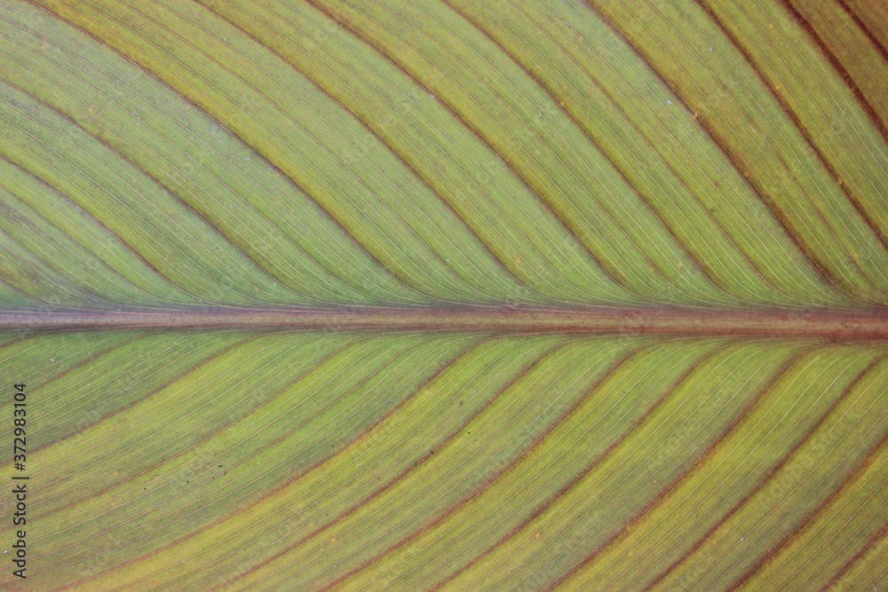 Green leaf texture background and leaves patterb. Plant leaves ...