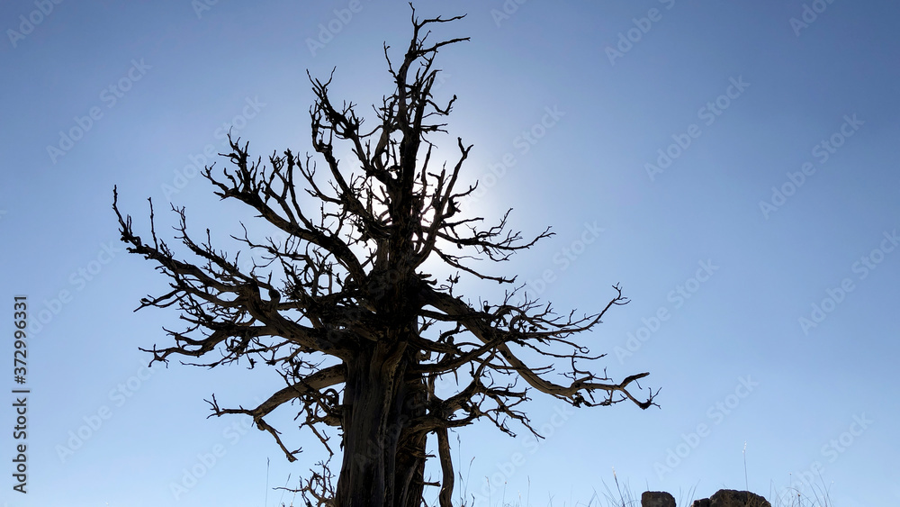 rugged juniper tree and its background on mountain peaks Stock-Foto ...