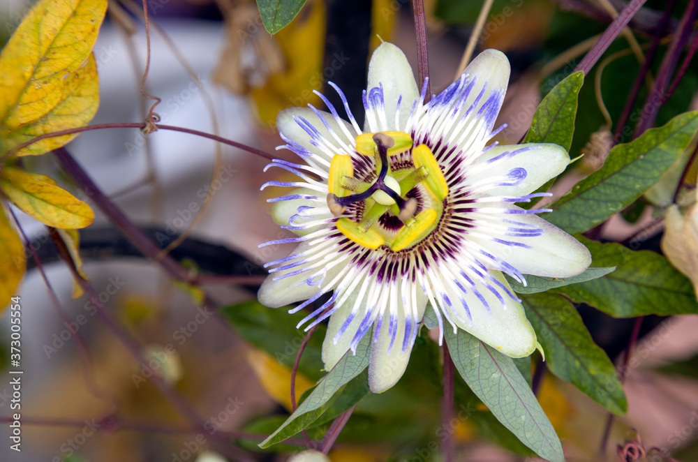 Marakuia flower or Passiflora edulis, commonly known as passion fruit ...
