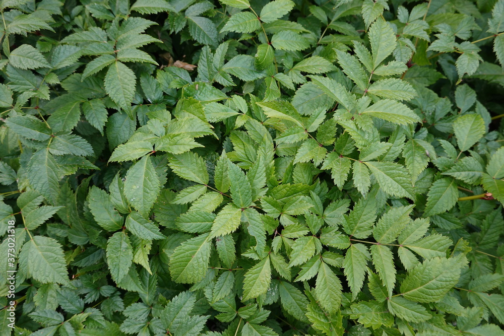 Foto de Close up leaves (Astilbe chinensis, commonly known as false ...