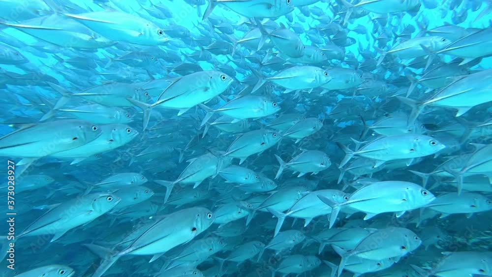 School of tuna tunny fish on the blue background of the sea under water ...