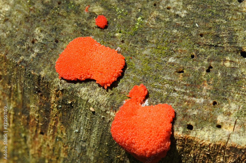 2 groups of slime mold on the stump. Horizontally oriented picture ...
