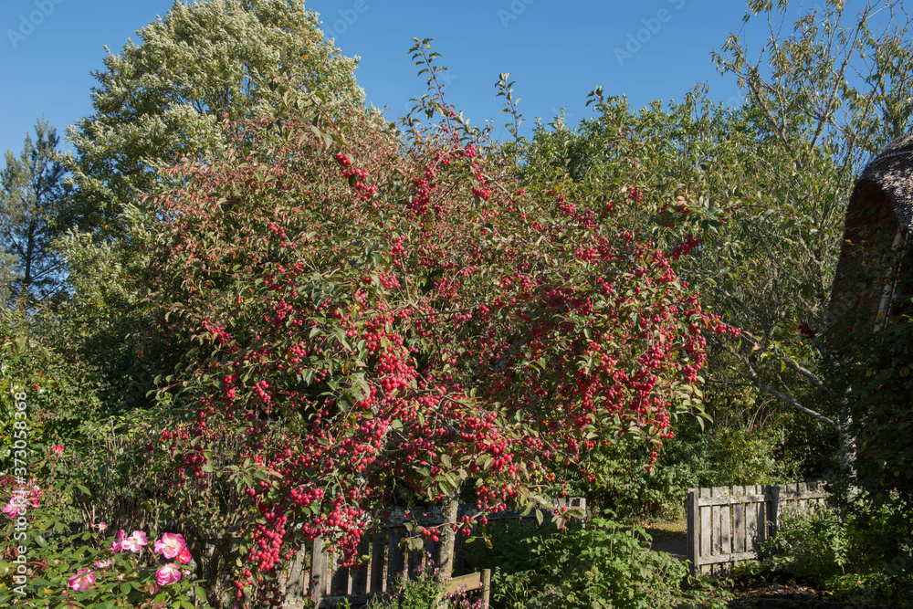 Bright Red Glossy Autumn Fruit on a Crab Apple Tree (Malus x robusta ...
