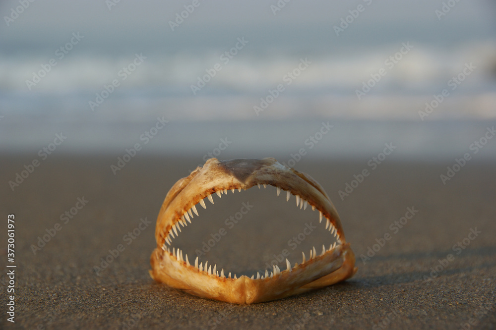 dangerous piranhas in the water, sharp teeth (like piranha), fish jaw ...