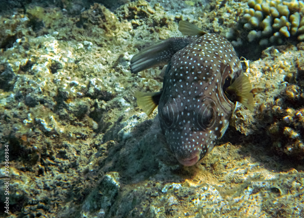 Pearl toby fish, scientific name is Canthigaster margartata. It belongs ...