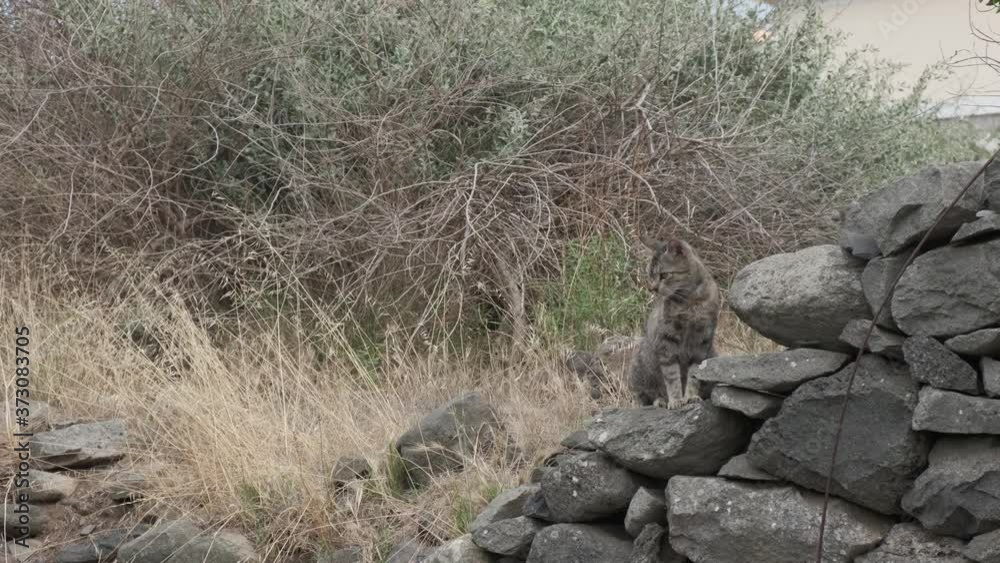 Single grey cute adorable stray camouflage feral cat sitting on granite ...
