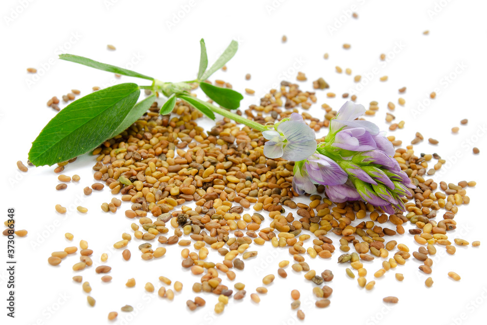 Alfalfa plant with blue flowers, green leaf and seeds. Medicago sativa ...