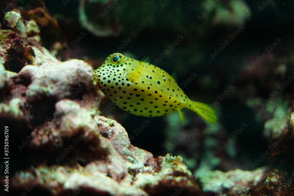 black-spotted boxfish,Ostracion immaculatus,trunkfish,boxfish.Aquarium ...