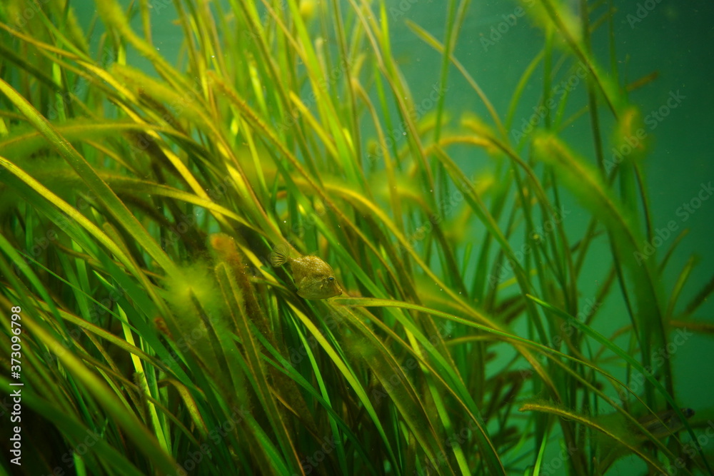 Seaweed bed, Seaweed forest of Tokyo bay. Aquarium, Tokyo, Japan. Stock ...