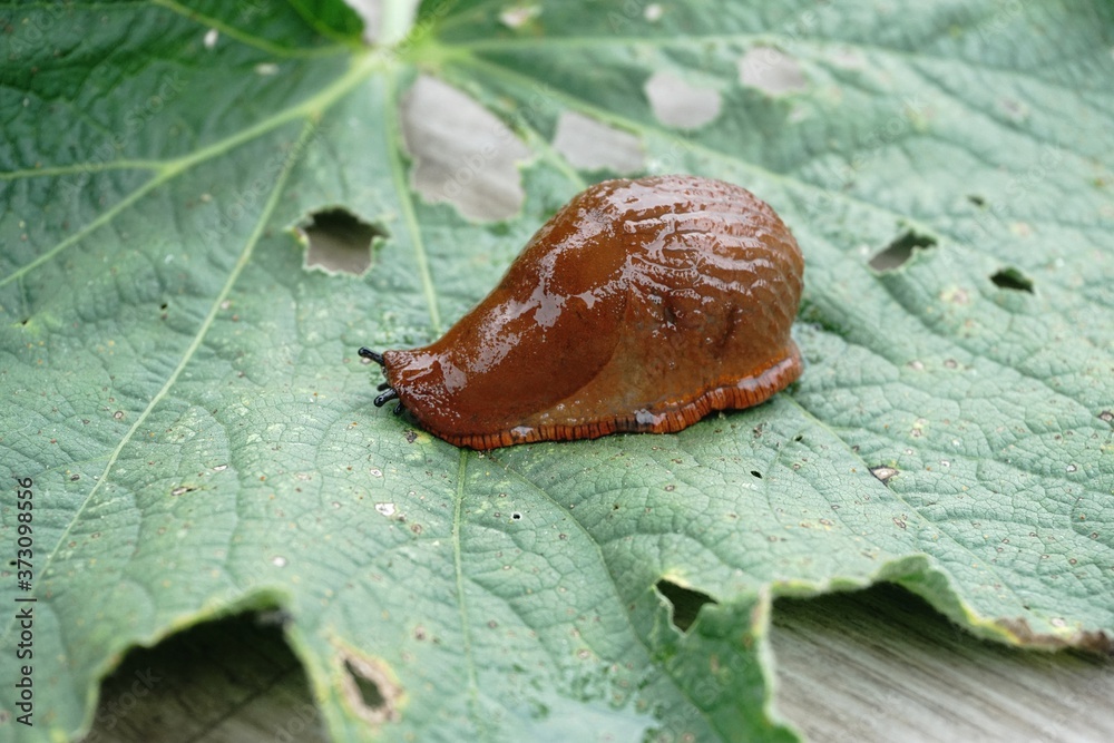 One Spanish slug (arion vulgaris) on the green leaves in the garden ...