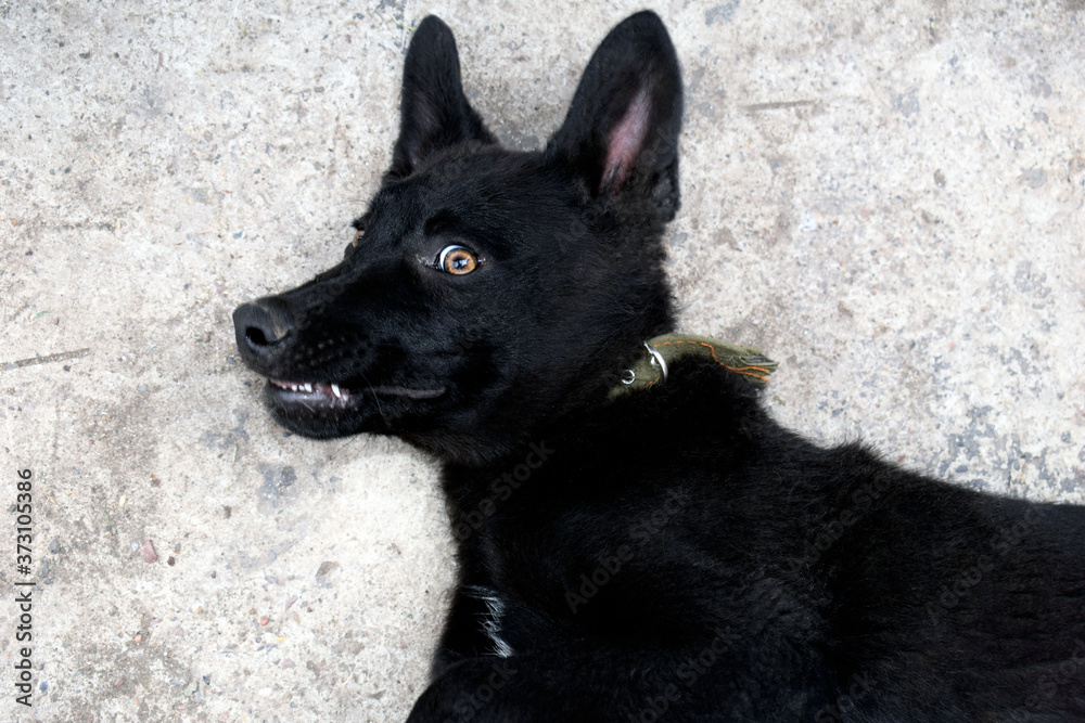Funny dog face. Grin. Black sheep dog. Breed. Stock Photo | Adobe Stock