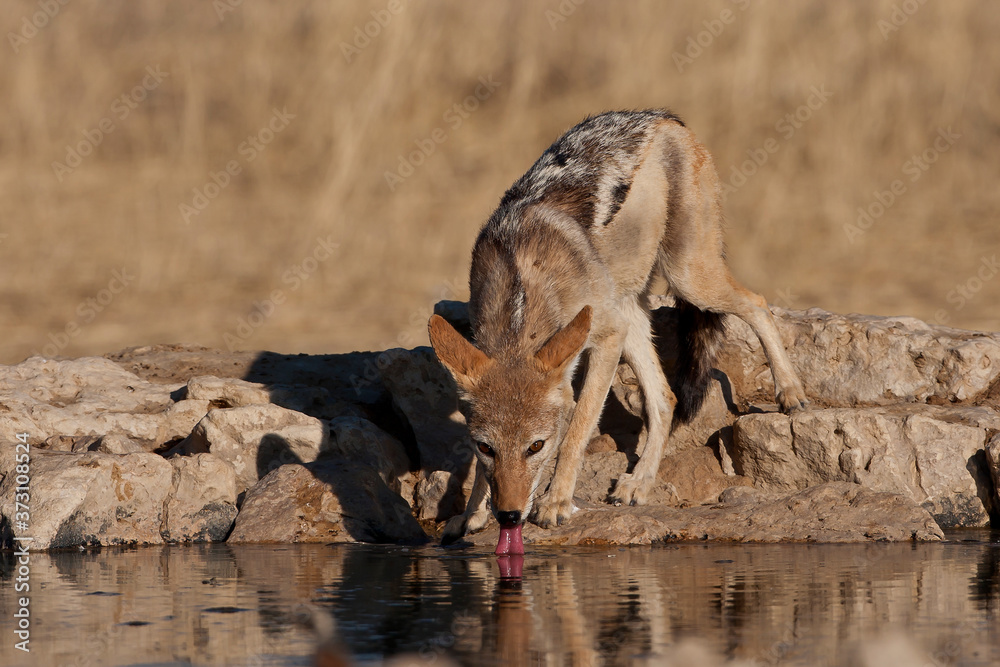 red bablack-backed jackal, outdoors, ears, etosha, beautiful, black ...