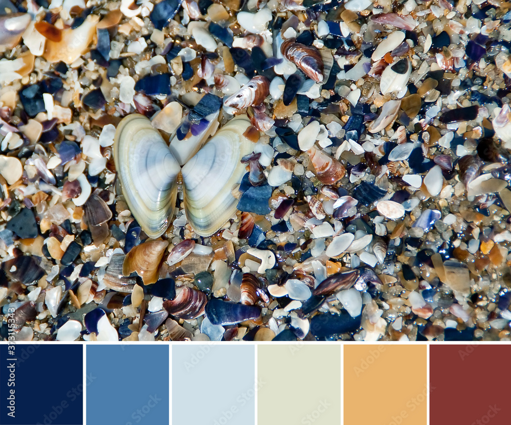 Bivalvia conchifera sea shell, many broken seashells, pebbles and sand ...