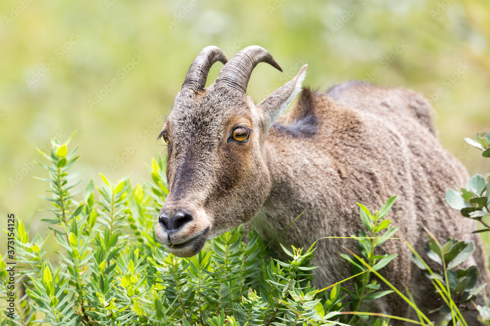 A close shot of a Nilgiri Tahr at Rajamalai hills in Eravikulam ...