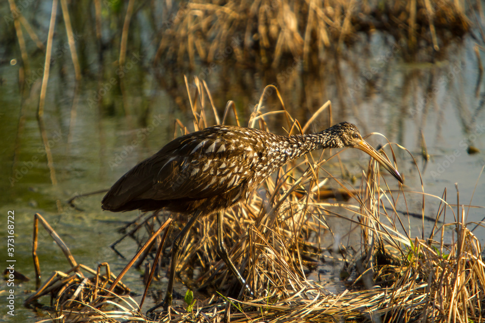 The limpkin, also called carrao, courlan, and crying bird, is a bird ...