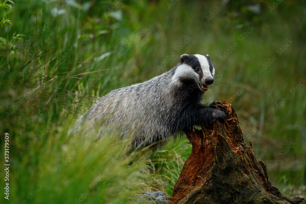 European badger, Meles meles, leans on rotten stump and sniffs about ...
