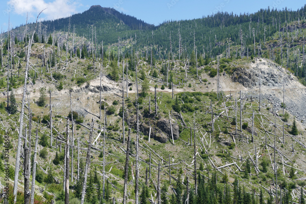 Snags of trees destroyed by the volcanic eruption of 1980 Stock Photo ...