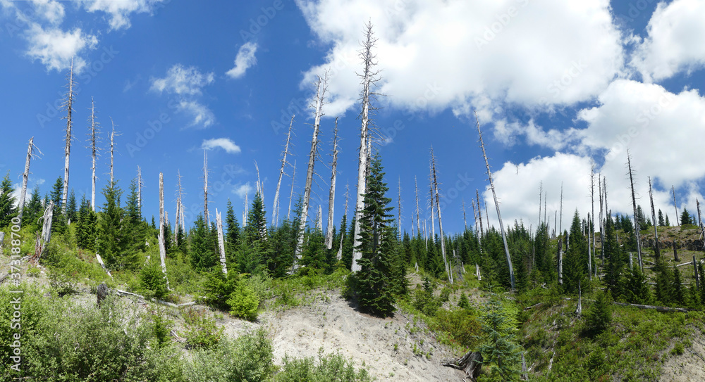 Snags of trees destroyed by the volcanic eruption of 1980 Stock Photo ...