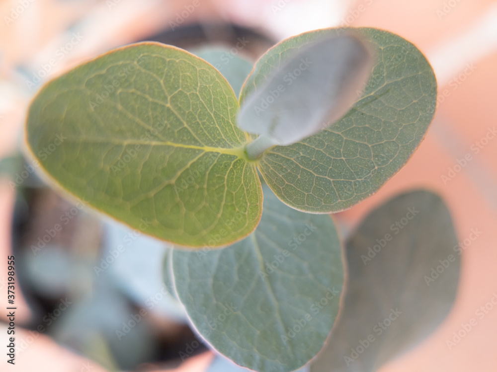 Eucalyptus pulverulenta also known as Dwarf Baby Blue Eucalyptus or ...