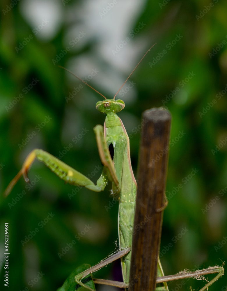 Mantids- Mantidae is one of the largest families in the order of ...
