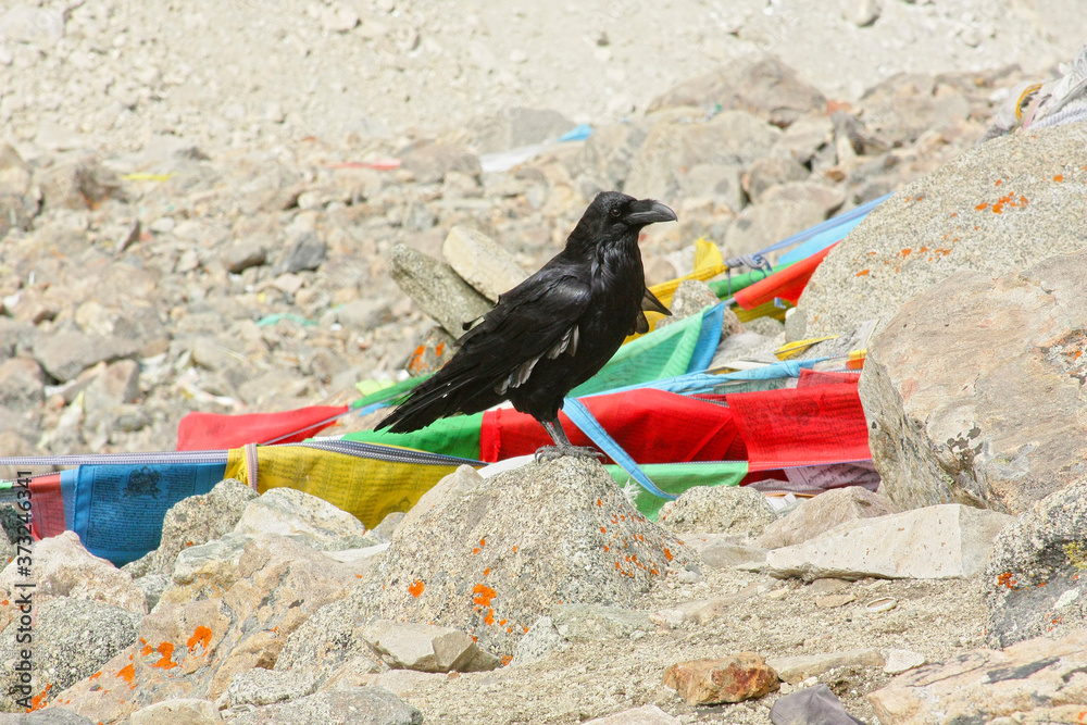 Black Raven with prayers flags on Dolma-La Pass Stock Photo | Adobe Stock