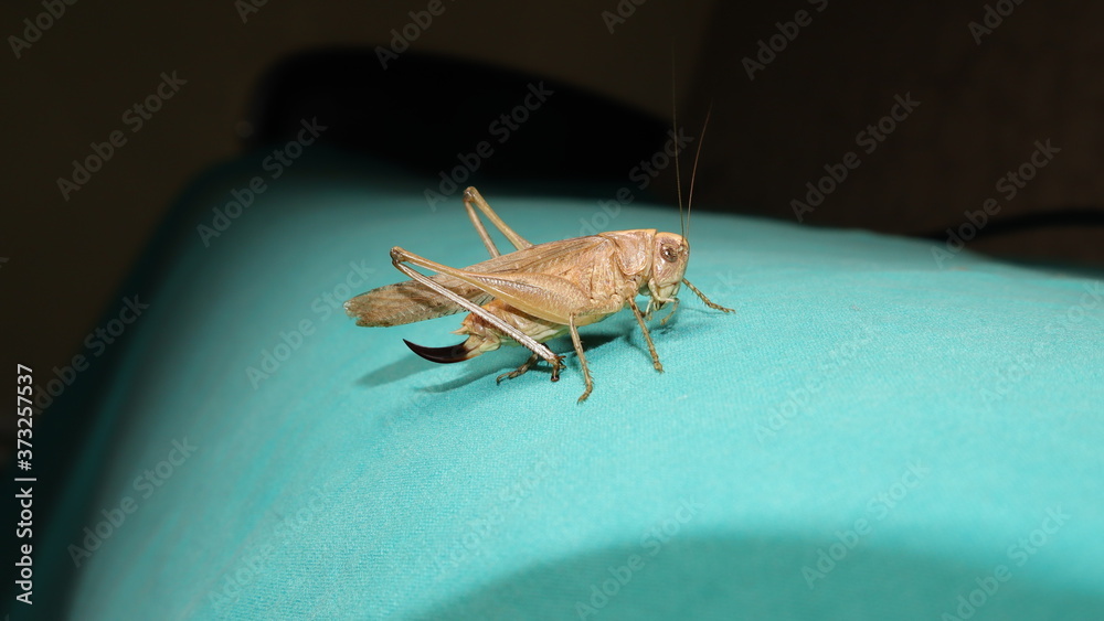 female katydid is on a green background. katydid isolated. insect on a ...