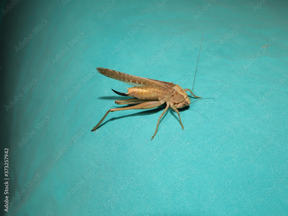 Means of animal defense. female katydid is on a green background ...