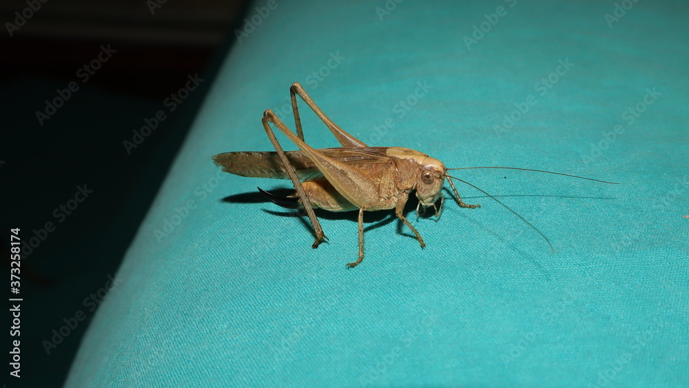 female katydid is on a green background. katydid isolated. insect on a ...
