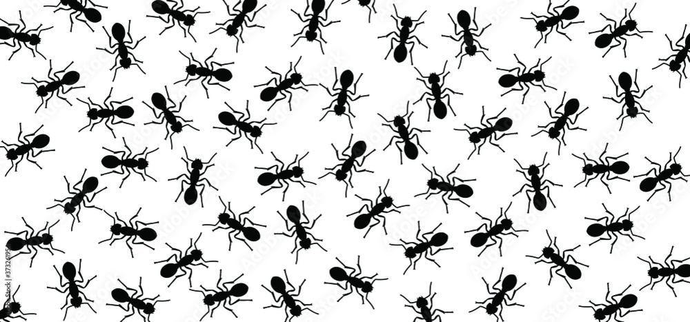 Insect, worker ants marching in search of food sign. Ants crawling ...