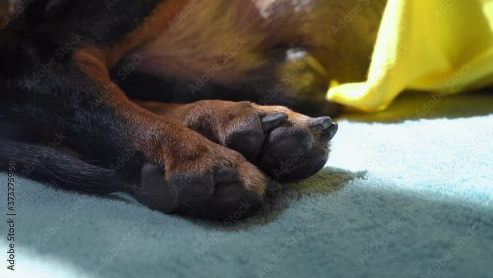 Hind paws of sleeping dog lie quietly on blanket, close up. Sunlight ...