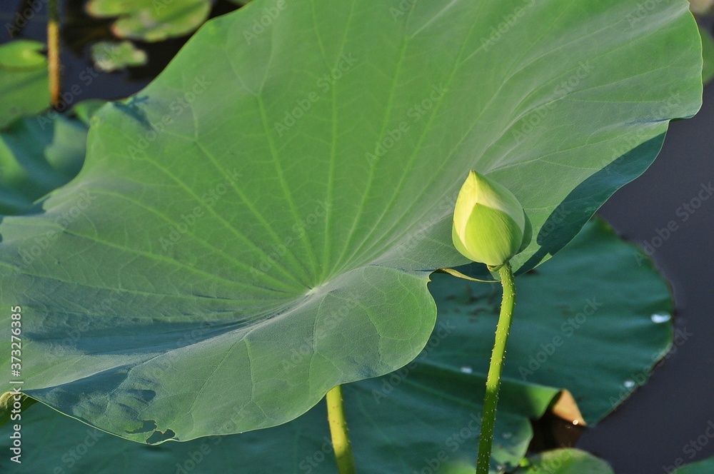Lotus is the water plant. It has broad floating leaves and bright ...