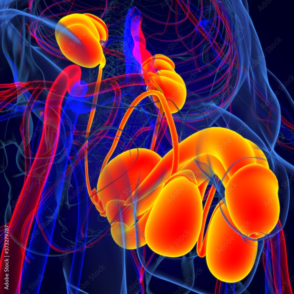 Male Reproductive System Anatomy For Medical Concept 3D Rendering Stock ...