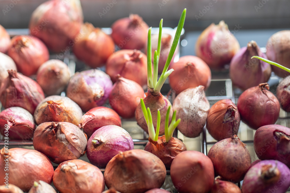 Seeding onion roots to study mitosis cells in Laboratory. Stock Photo ...