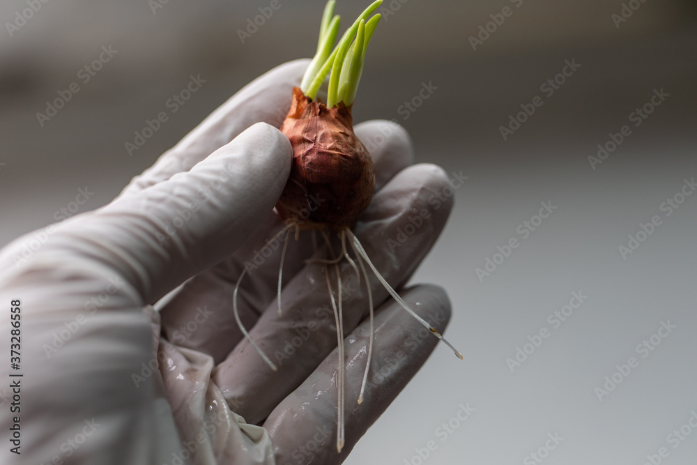 Seeding onion roots to study mitosis cells in Laboratory. Stock 写真 ...
