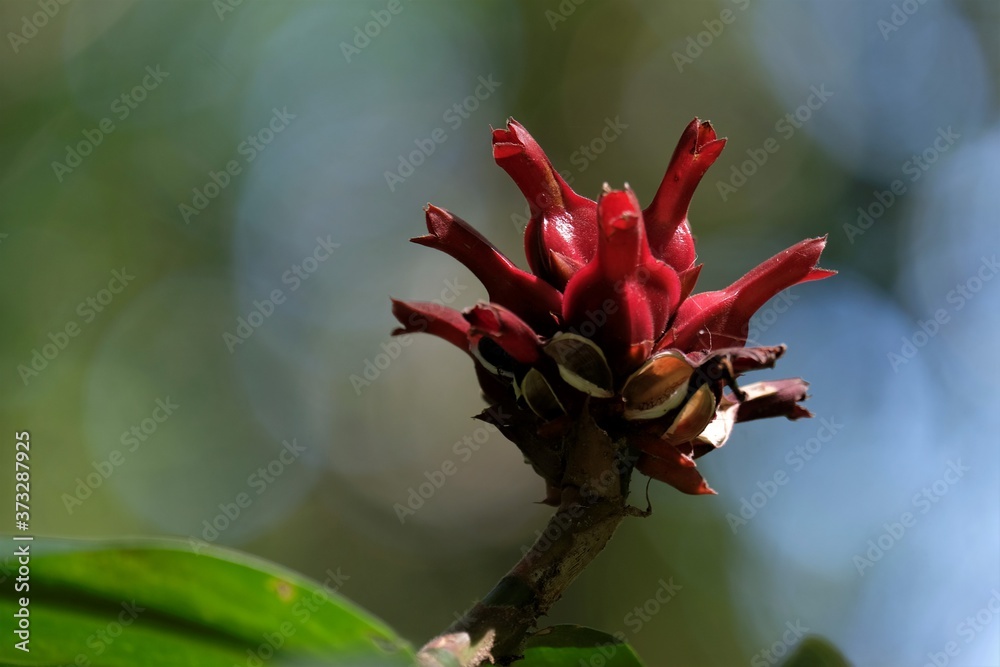 Costus barbatus, also known as spiral ginger, is a perennial plant with ...
