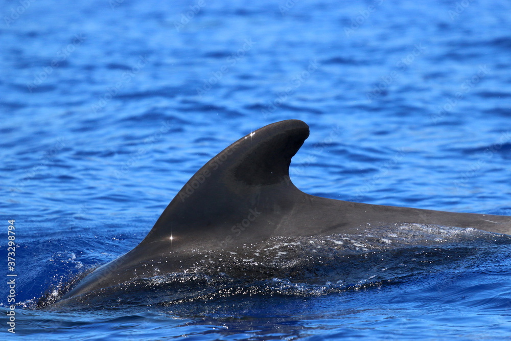 Photo & Art Print short-finned pilot whale's dorsal fin, genioatrapado