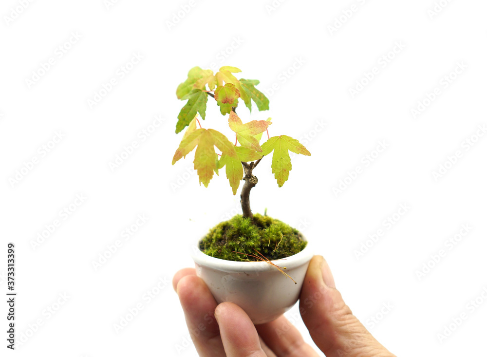 Woman hands holding Japanese Maple Bonsai tree isolated on white ...