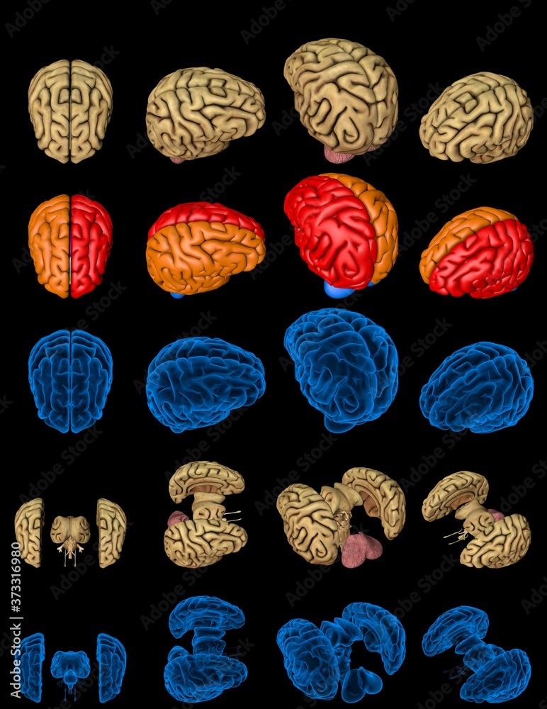 Set of isolated brain renders - whole and split with roentgen style ...