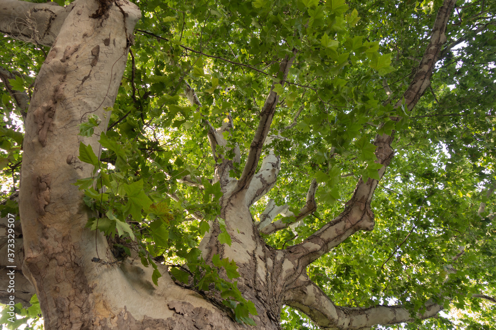 Sycamore. Crown of a centuries-old tree on the city boulevard, bottom ...
