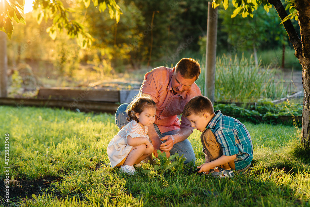 Little brother and sister are planting seedlings with their father in a ...