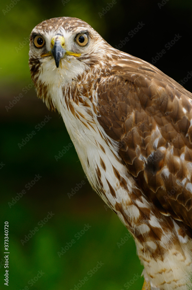 Perched Red Tailed Hawk staring at the camera in a forest in Ontario ...