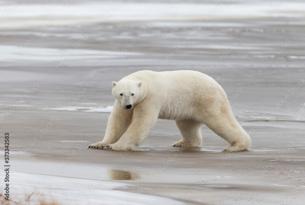 Photo & Art Print Adult Polar Bear in Sub-arctic region of Hudson Bay ...