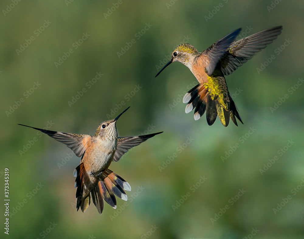 Hummingbird Hug – Two female broad-tailed hummingbirds appear to get ...