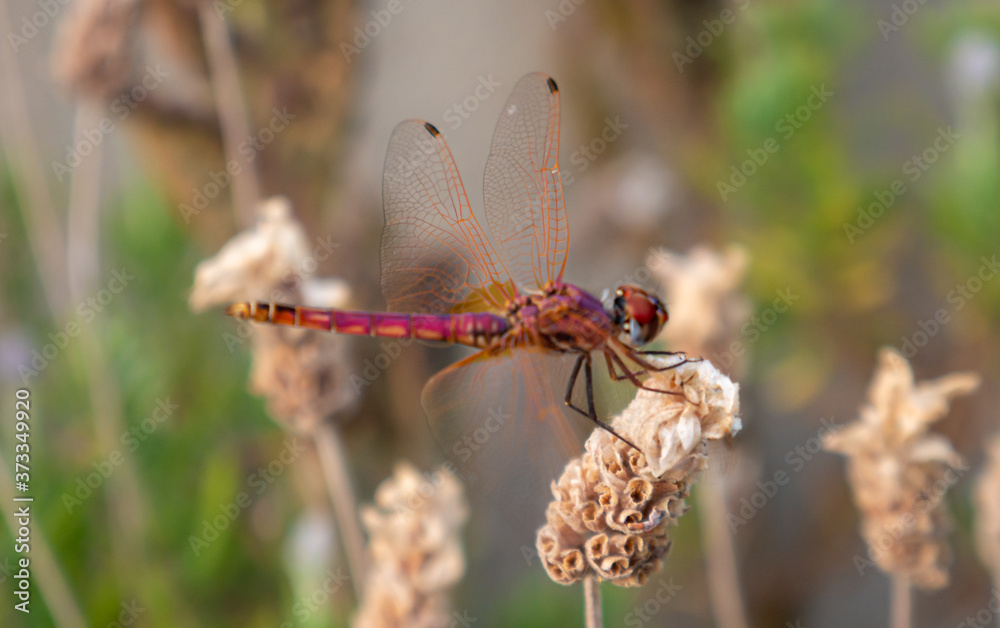 libelula reposando en un buen descanso antes de volver a volar. Stock ...