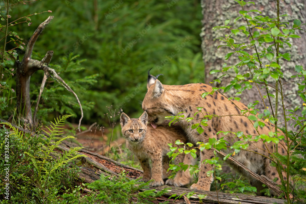 Eurasian lynx, hiding in the forest. Cute lynx living in the wood ...