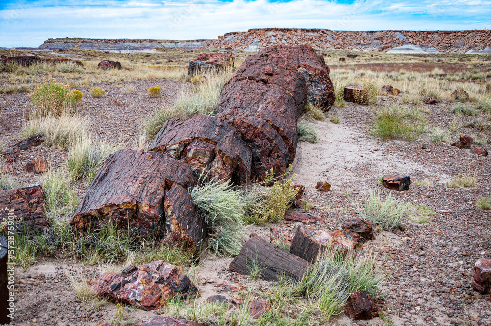 Petrified wood in an ancient tree showing the cross-section of wood ...